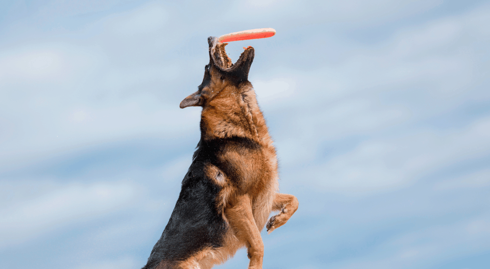 How Many Hours Of Exercise Do German Shepherds Need