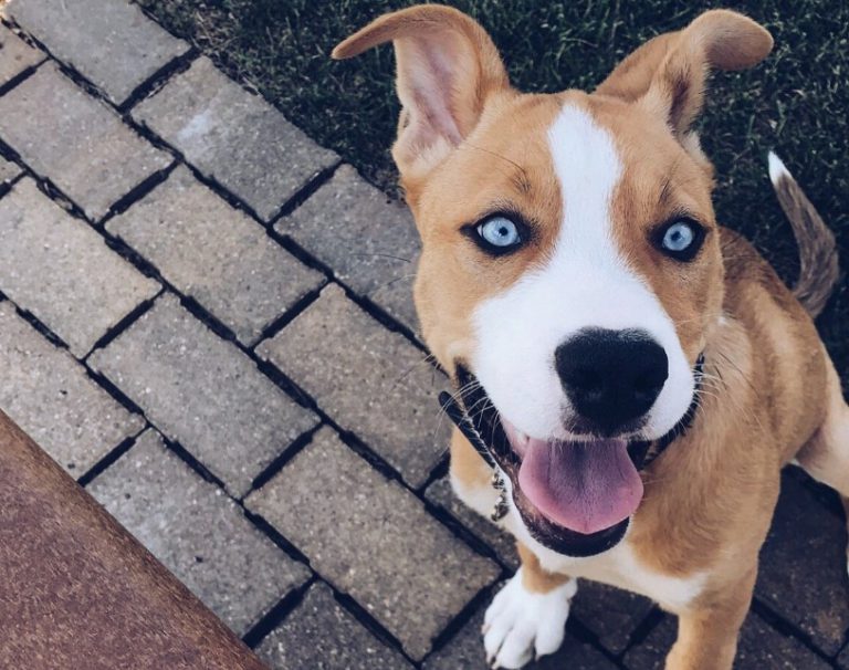 Pitsky - a cross between Pit Bull & Husky