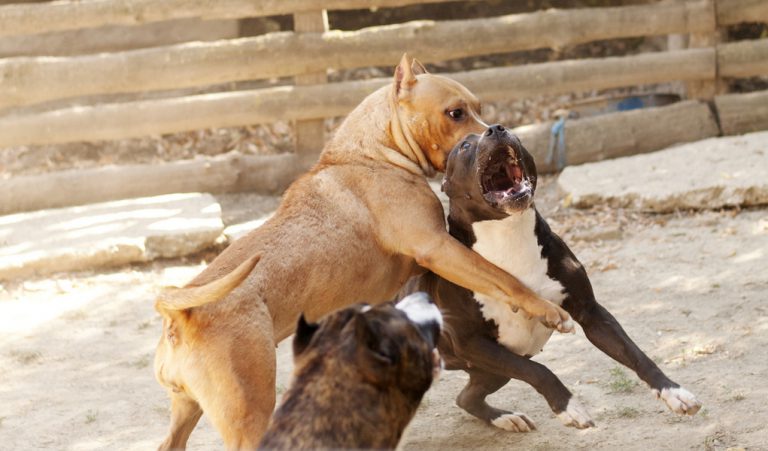 Shocking Underground Dog Fights On Tape